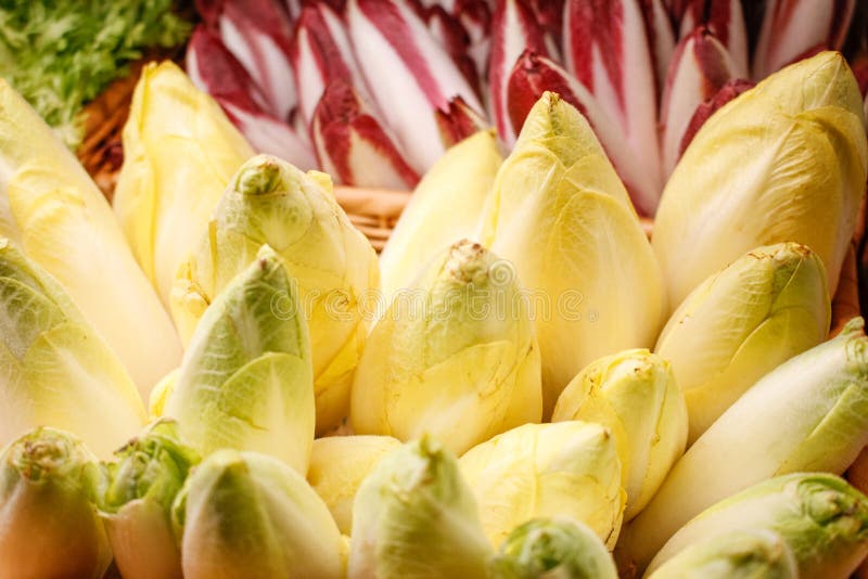 Endive stock photo. Image of organized, cook, leaf, agriculture - 176961052