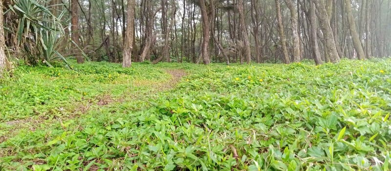 View of a Shady Pine Forest by the Beach. Stock Photo - Image of shady ...