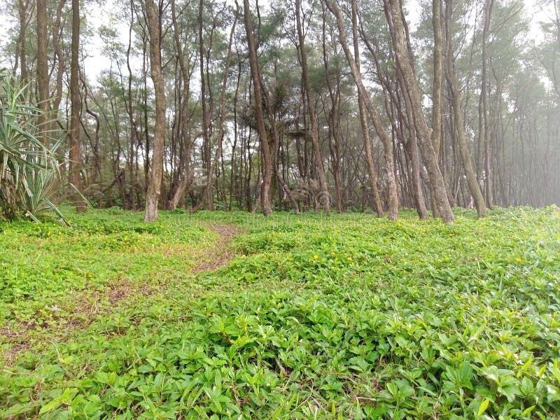 View of a Shady Pine Forest by the Beach. Stock Image - Image of shrub ...
