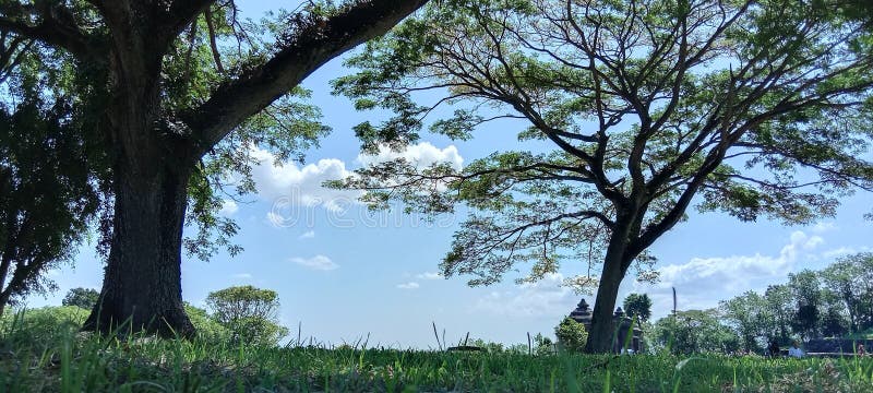 View of Shady Trees during the Day Stock Photo - Image of cloudy, shady ...