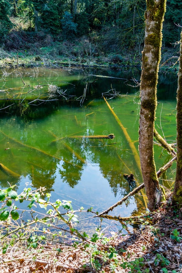 Cedar River Pond 2 stock photo. Image of water, green - 275733722