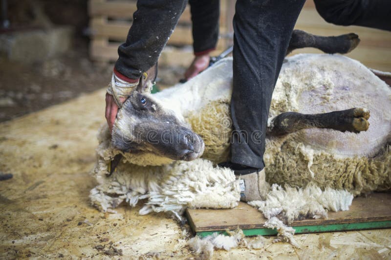View of a Sheep Being Shorn Stock Image - Image of sheep, marne: 274883977