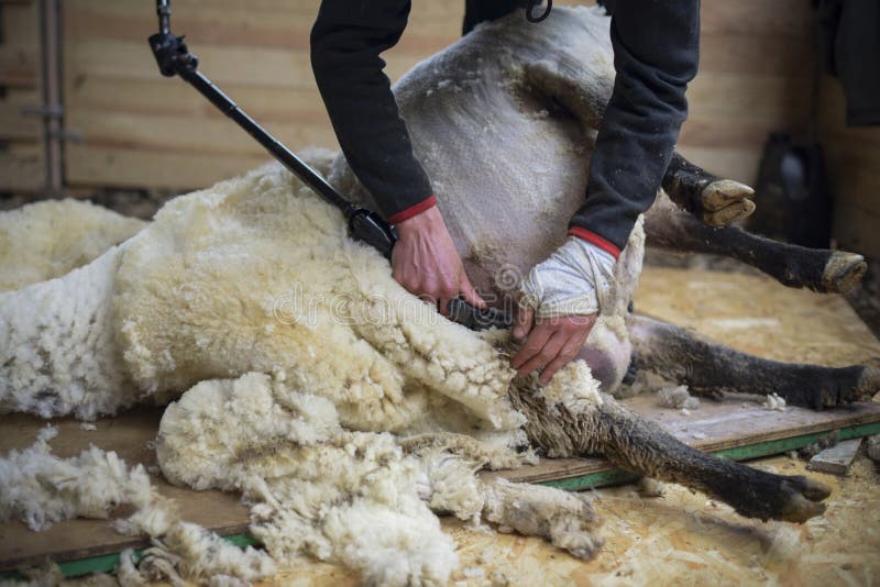 Sheep Being Shorn Stock Photos - Free & Royalty-Free Stock Photos from ...