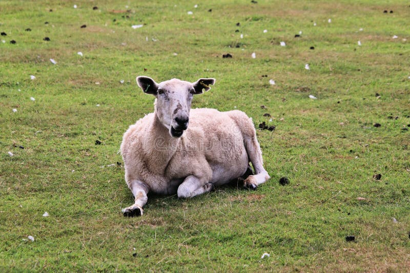 A view of a Sheep stock image. Image of countryside - 257984297