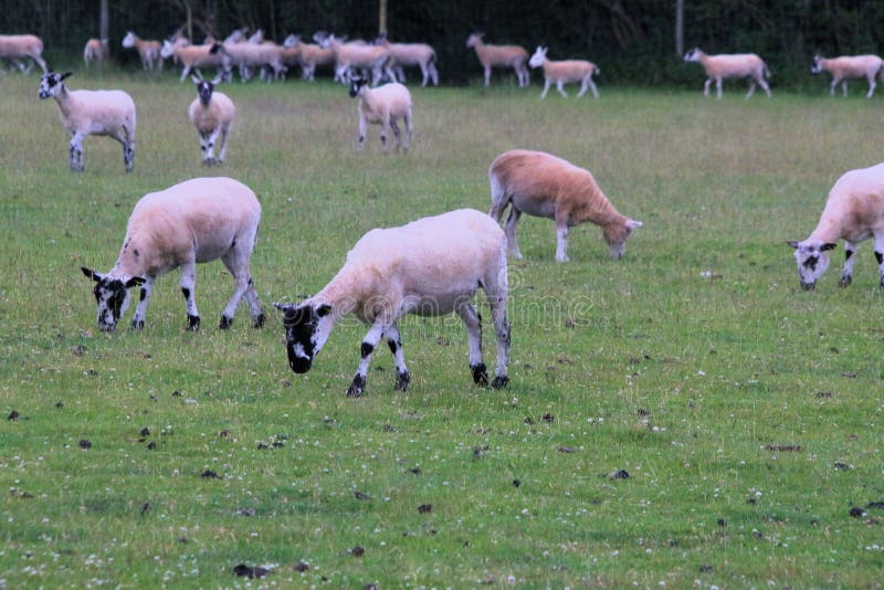 A view of a Sheep stock image. Image of wool, wildlife - 250434441