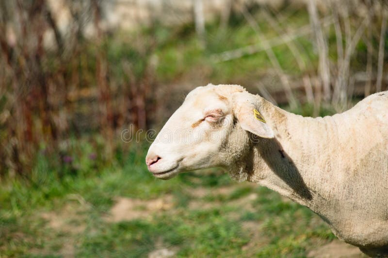 The View of the Sheep Grazing Sheep 5 Stock Image - Image of holidays ...