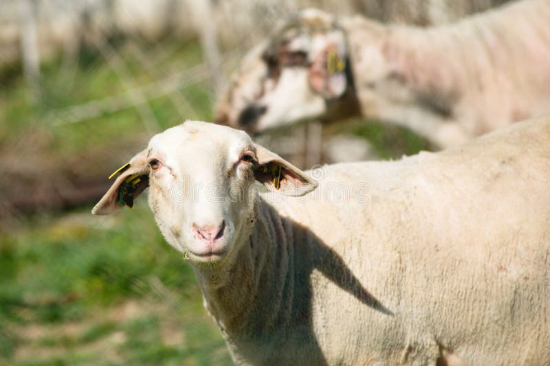 The View of the Sheep Grazing Sheep 4 Stock Photo - Image of sheared ...