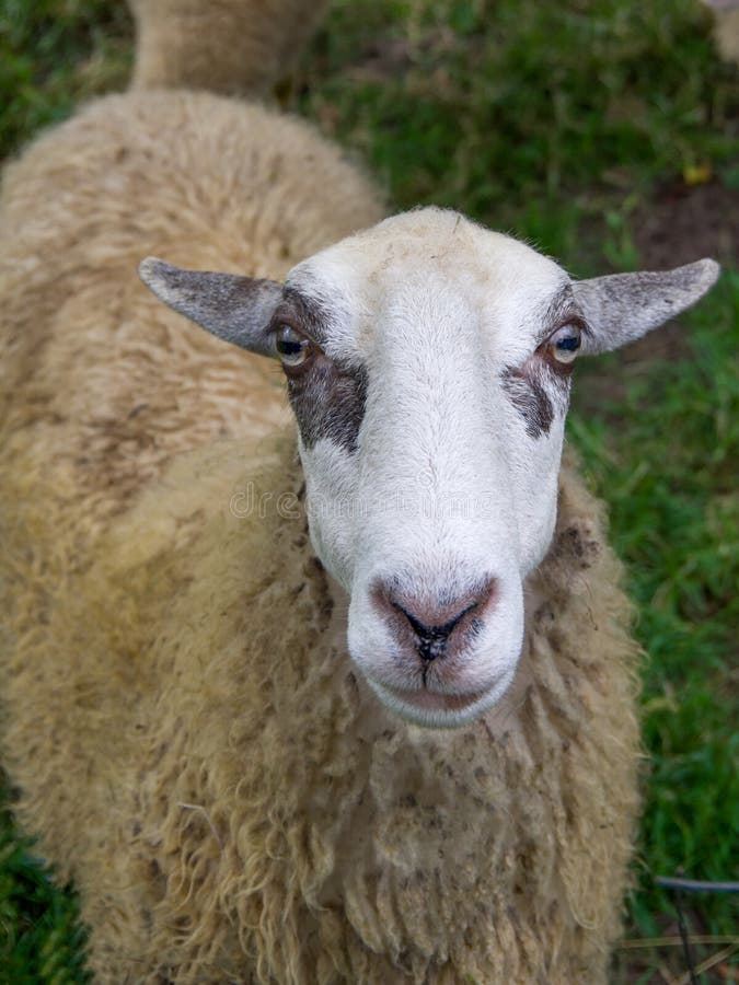 View of a Sheep`s Head and Body. Stock Image - Image of body ...