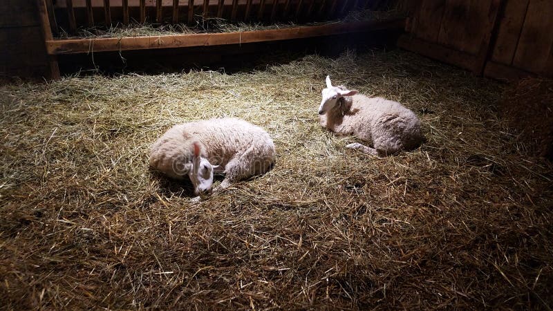 Sheep in a Stable on a Farm Stock Photo - Image of animals, beautiful ...