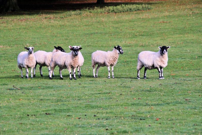 A view of a Sheep stock photo. Image of domestic, animal - 258555582