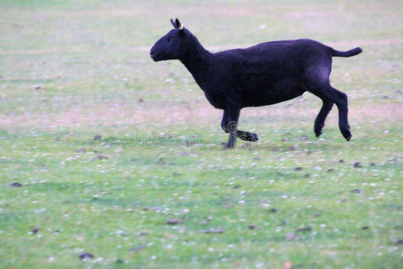 A view of a Sheep stock photo. Image of sheep, cheshire - 250434430