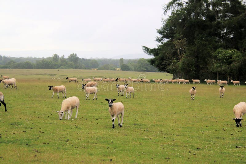 A view of a Sheep stock photo. Image of cheshire, wildlife - 250434448