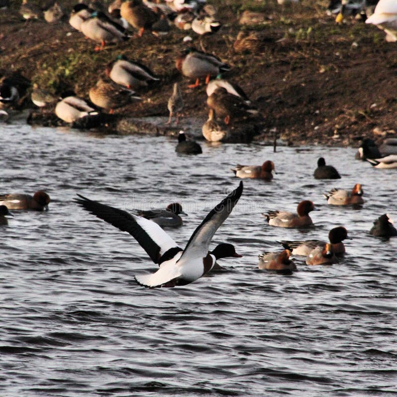A View of a Shelduck in Flight Stock Image - Image of duck, emporer ...