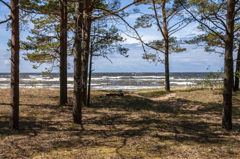 View of the Shore, Trees and Baltic Sea on the Background, Saulkrasti ...