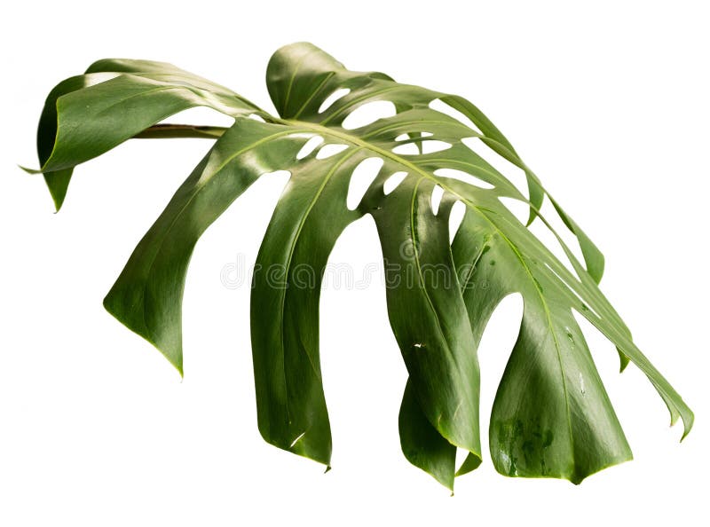 Stem of Monstera stock image. Image of stalk, ceriman - 23057759