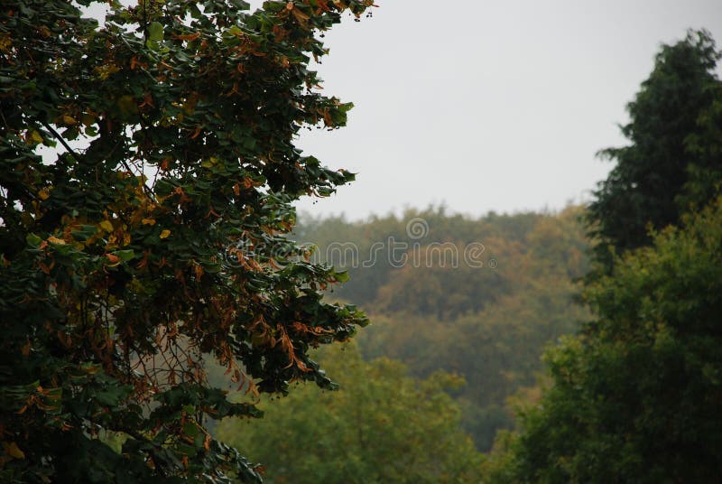 View from the Side of the Trees To the Forest Under the Gray Sky Stock ...