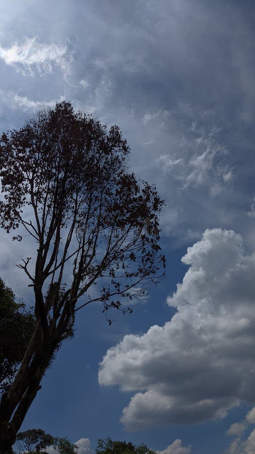 View of the Silhouette of Trees and Clouds during the Hot Heat Stock ...
