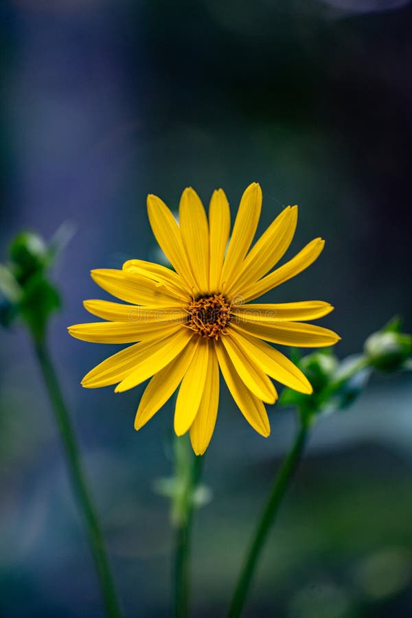 View of Silphium Perfoliatum. Yellow Flowers of the Cup Plant Stock ...