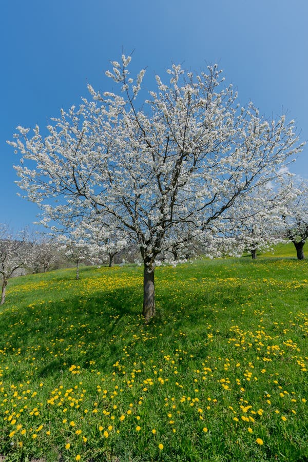 Close Up View of a Single Cherry Tree with White Blossoms Under a Blue ...