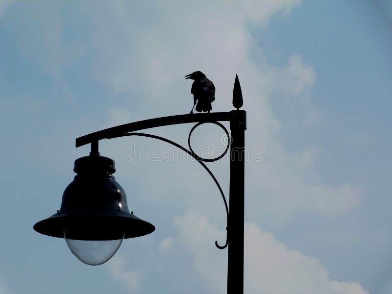 Abstract View of a Single Crow on Retro Style Lamppost. Closeup Detail ...