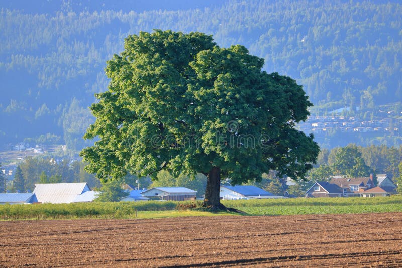 Single Elm tree stock photo. Image of farm, detailed - 152788064