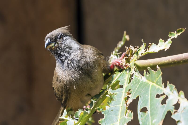 Speckled Mousebird (Colius Striatus), Nairobi, Kenya Stock Image ...