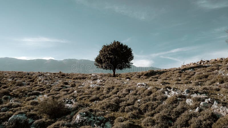 View of a Single Tree in the Mountain Field Stock Photo - Image of ...