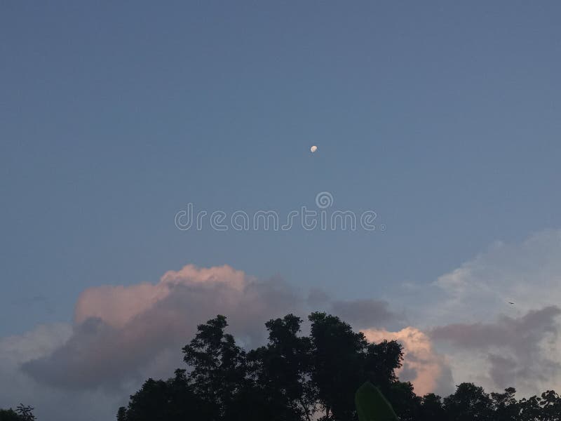 The View of the Sky in the Afternoon with Trees, Moon and Clouds Makes ...