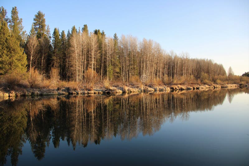 Reflection Riparian Forest Williamson River Stock Photo - Image of ...