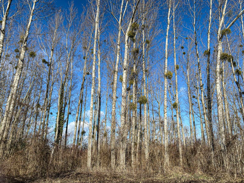 View of the Sky Hidden with High Trees Covered with Mistletoe Stock ...