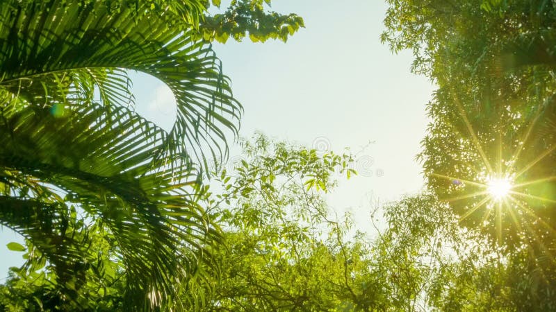 View of the Sky from the Jungle Stock Video - Video of beautiful, park ...