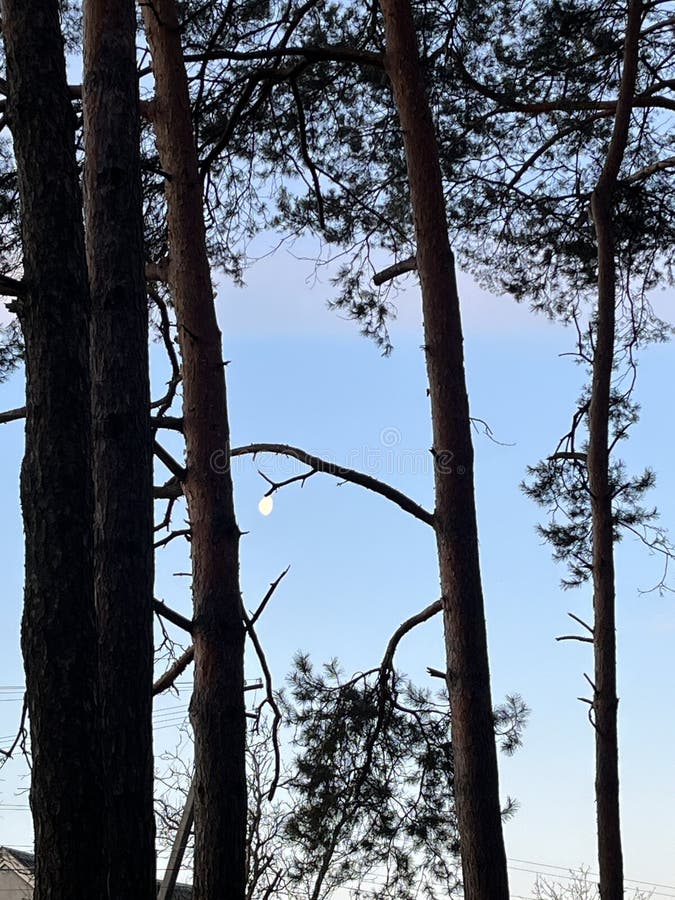 View of the Sky and the Moon through the Morning Pine Trees. Stock ...