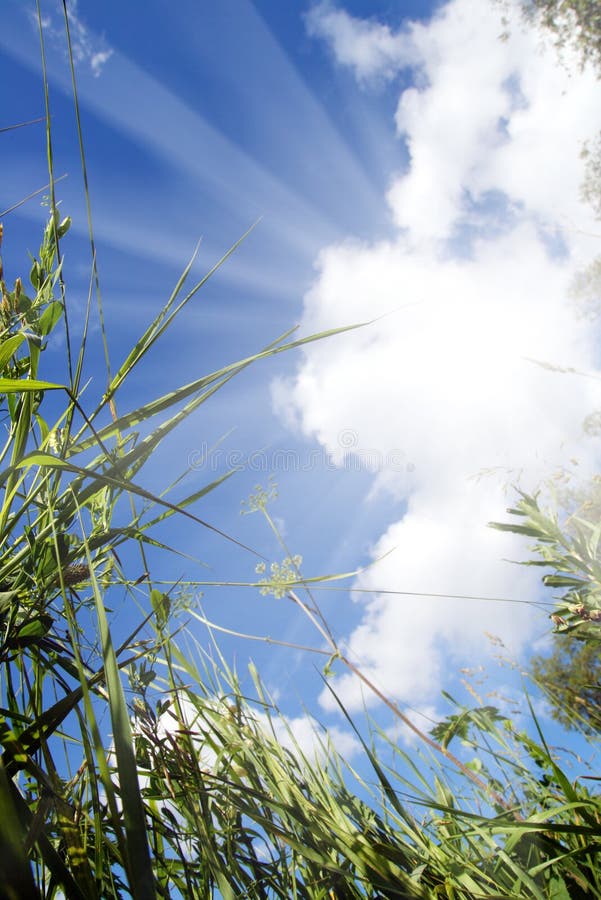 View on sky out of grass stock photo. Image of cloudscape - 12992910