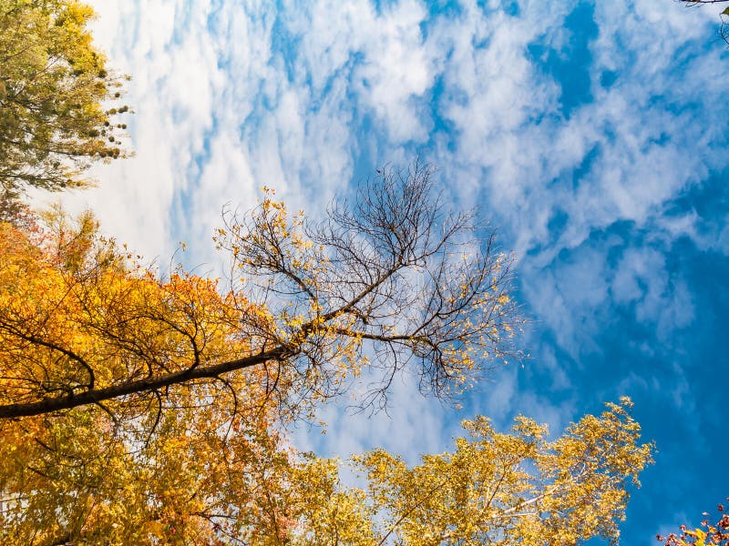 Golden Yellow Trees in a Public Park in the Fall with a Blue Sky. Stock ...