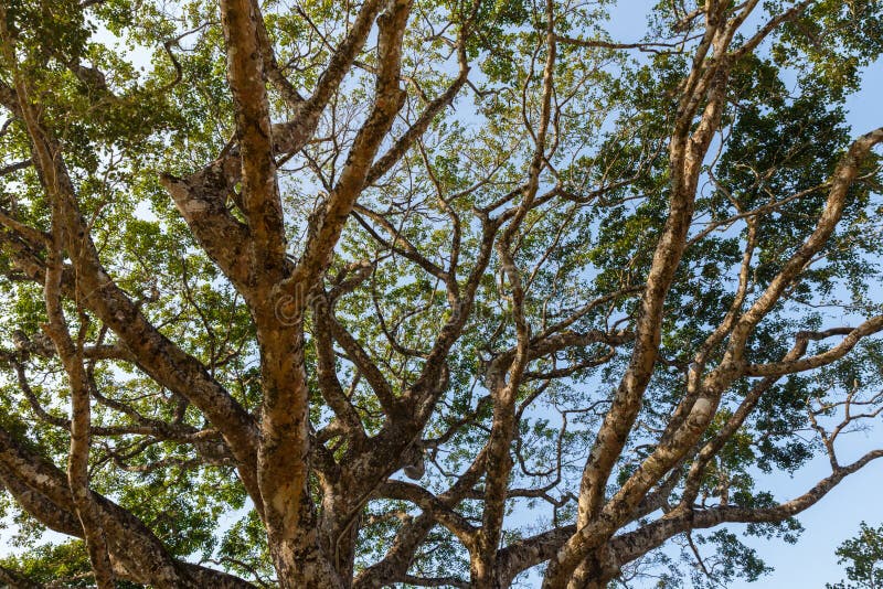 View of the Sky through Tree Branches Stock Photo - Image of greenery ...