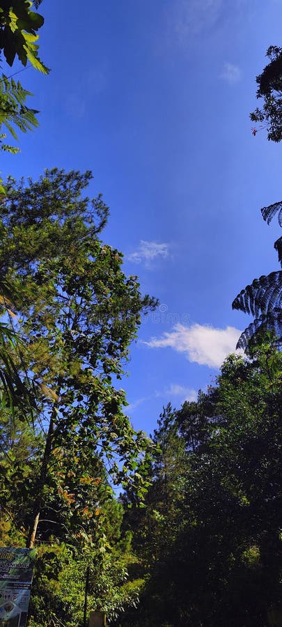 The View of the Sky and Trees is Nice and Cool Stock Photo - Image of ...