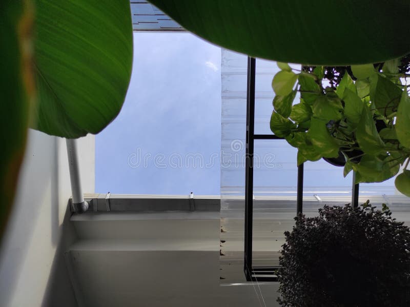 The View of Skylight Under the Plant Stock Photo - Image of view ...