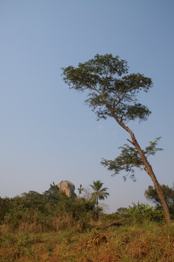 View of Slanted Tree, Angola Stock Image - Image of daylight, landscape ...