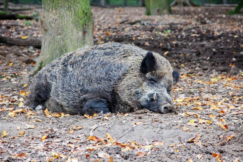 A Sleeping Boar, Wild Boar Latin Sus Scrofa Stock Photo - Image of ...