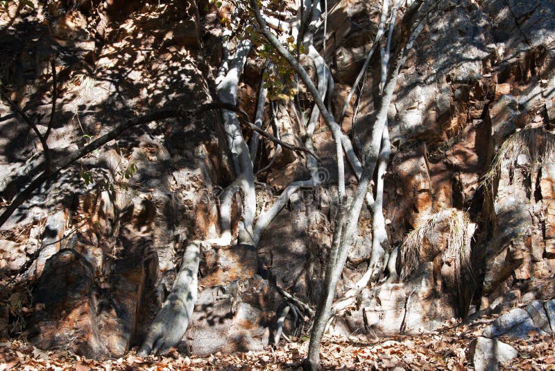 TREE TRUNKS GROWING AGAINST ROCKS Stock Image - Image of environment ...
