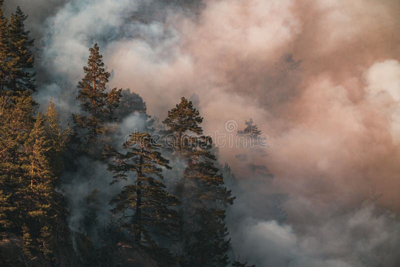 View of a Slope of a Mountain Covered with Green Pine Forests in Fires ...