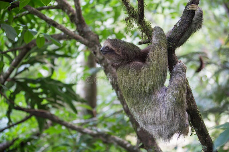 View of the Sloth on the Tree / Costa Rica Stock Photo - Image of ...