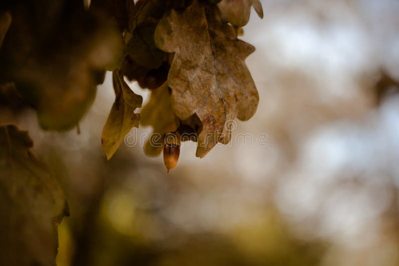 View of a Small Acorn that Grows among the Leaves of a Large Oak Stock ...