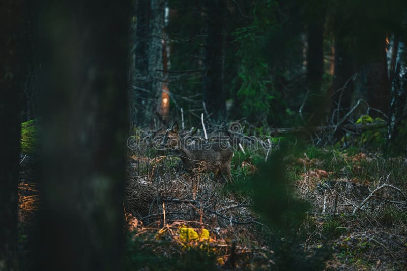 View of a Small Deer Captured from Behind Trunk Standing Alone in the ...