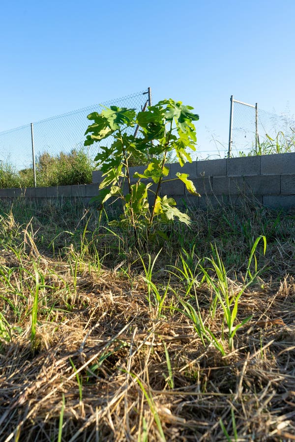View of a Small Fig Tree in Full Development in a Crop Field on a Nice ...