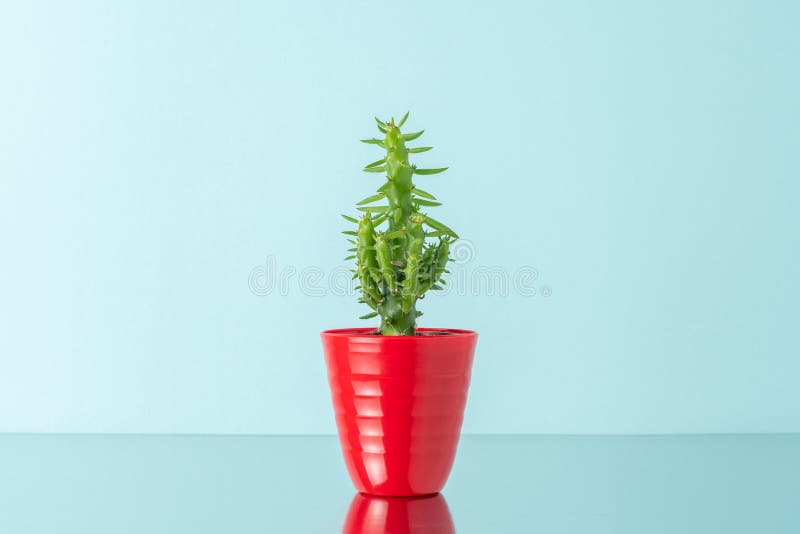 View Of Small Green Cactus In Red Pot On Table Minimal Background