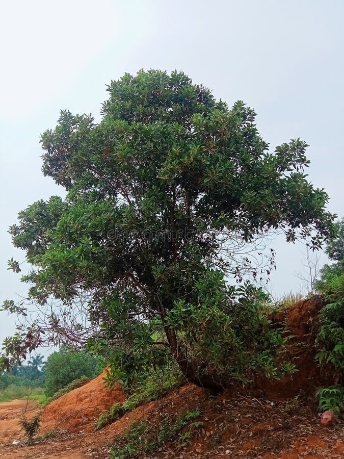 View of a Small Hill in the Middle of the Field Stock Image - Image of ...
