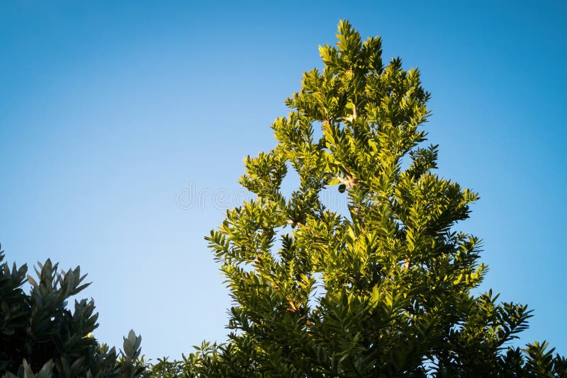Kauri Tree Small Stock Photos - Free & Royalty-Free Stock Photos from ...