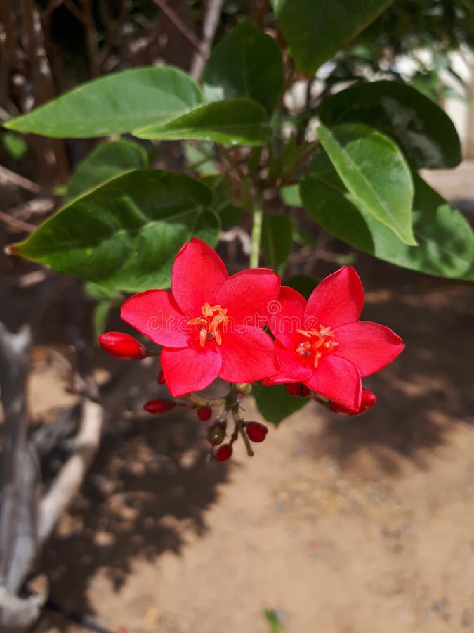 View of small Red flowers stock image. Image of small - 174192027
