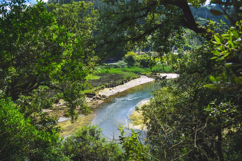 View of a Small River through the Branches of Trees with Dense Foliage ...